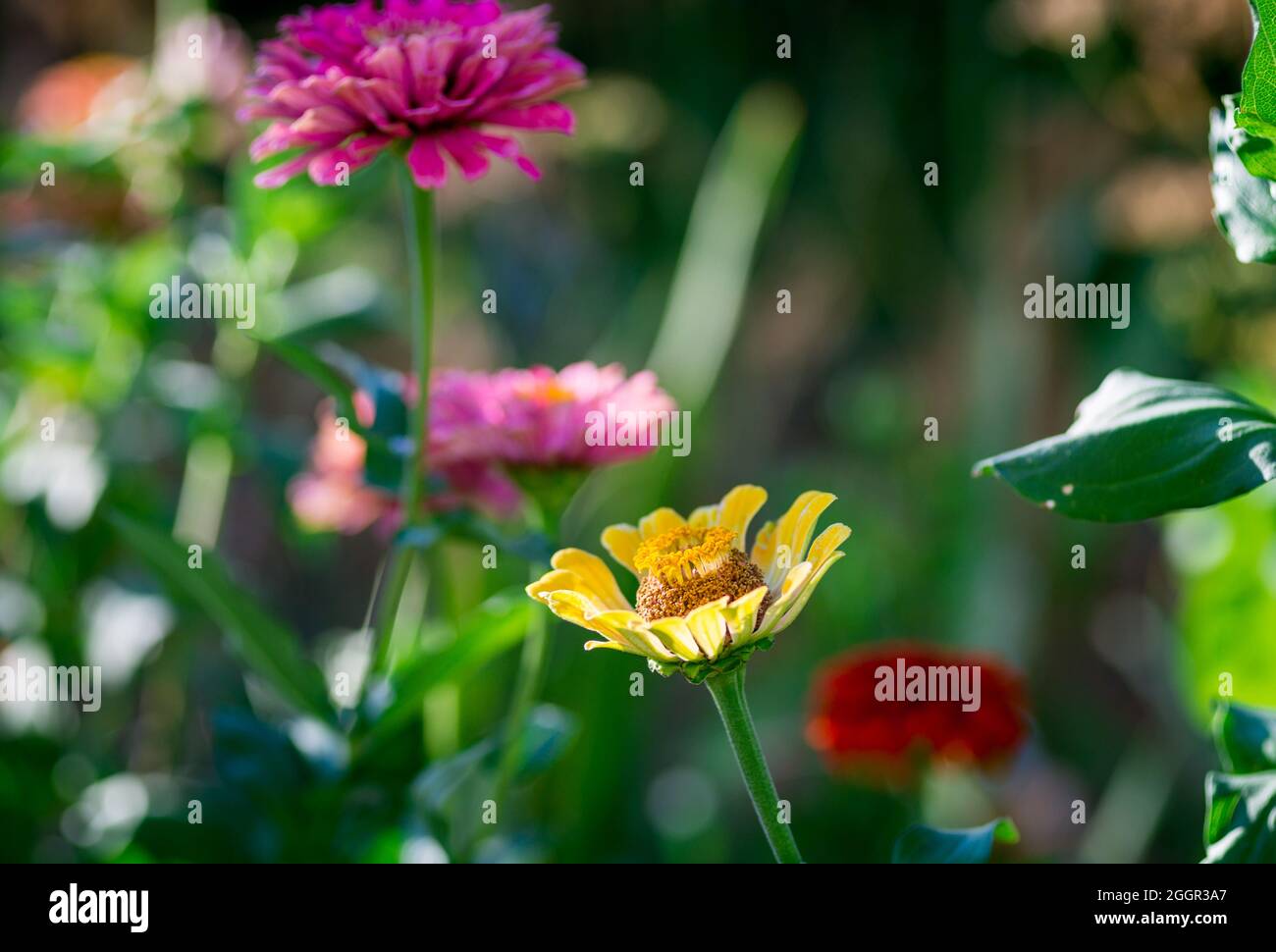 Beautiful garden flowers on a background of bokeh Stock Photo - Alamy