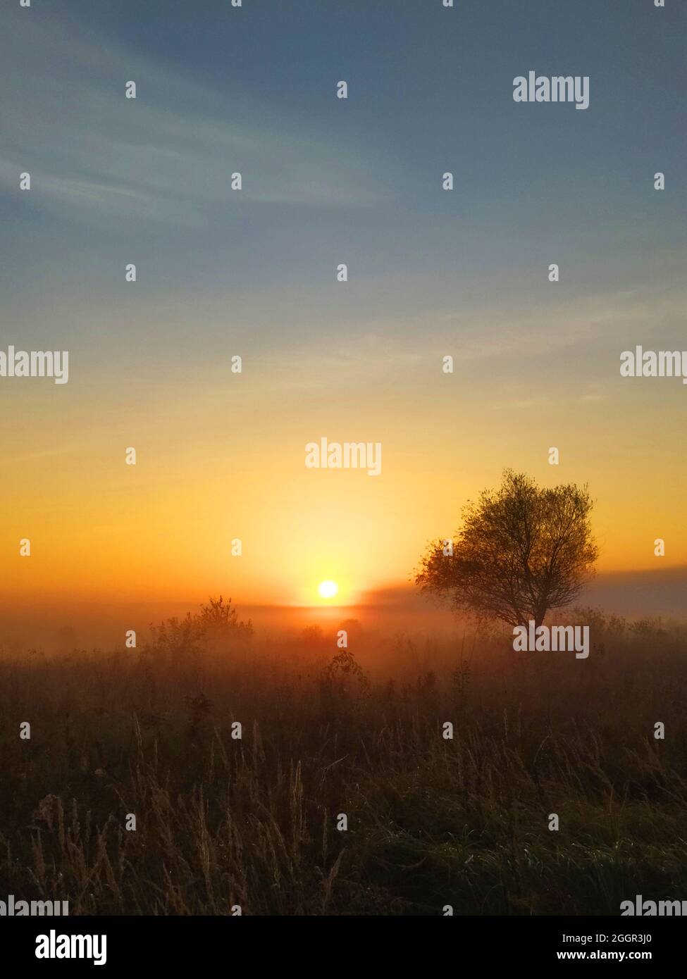 morning mist spreads in a meadow with high grass and sunrise Stock ...