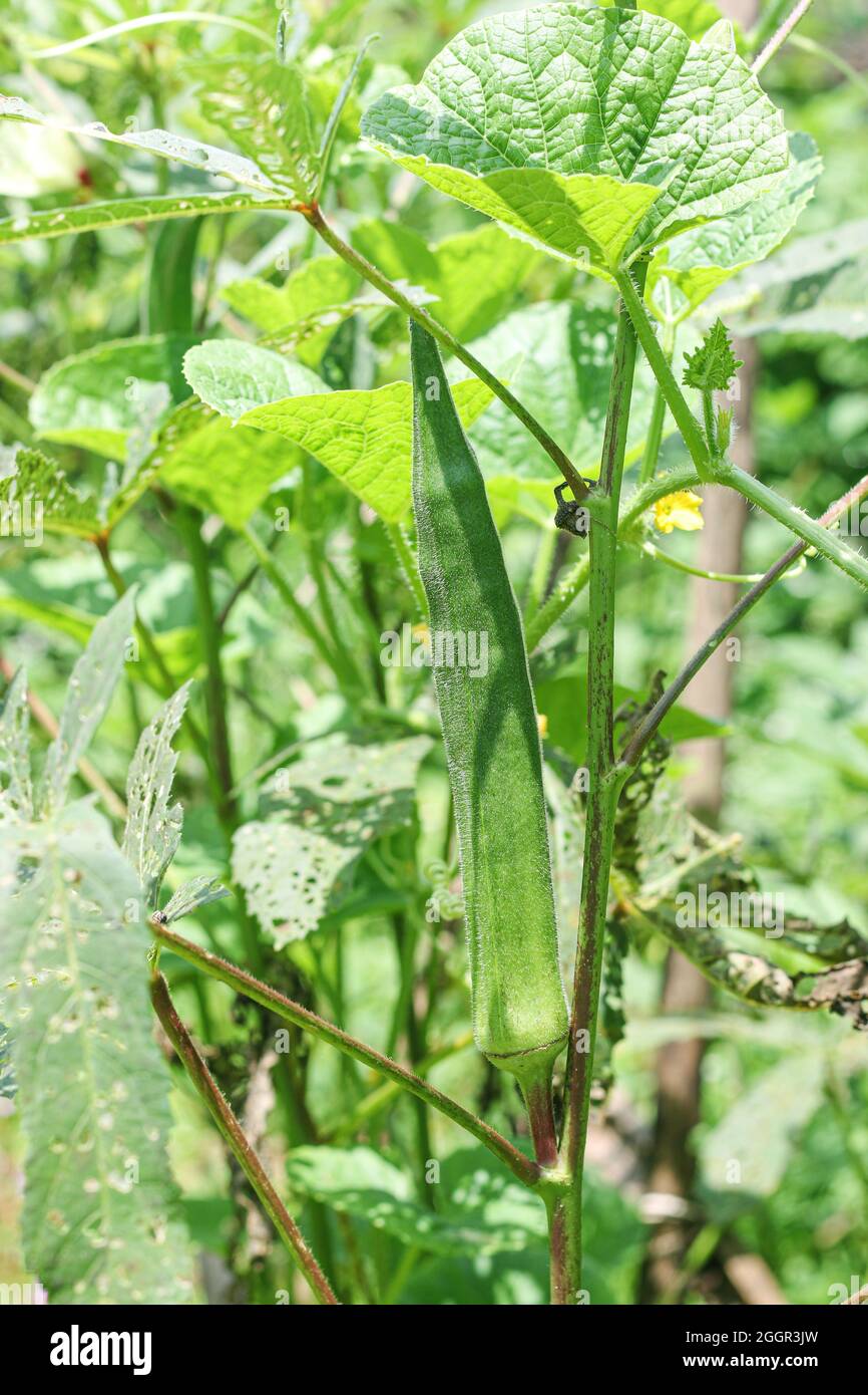 Lady finger or okra is grown in garden, Fruits and flowers of Okra or ...