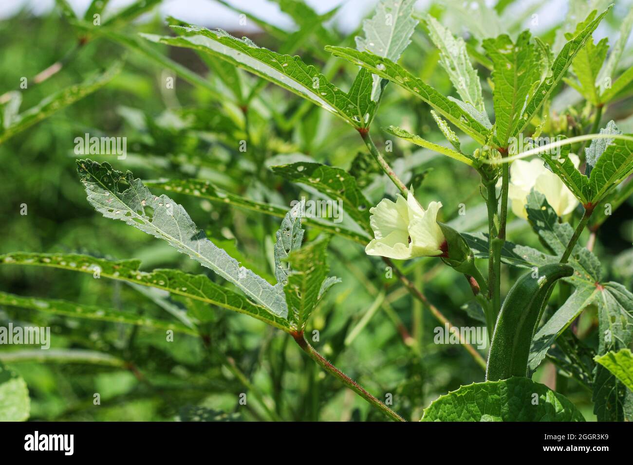 Lady Finger Vegetable Plant