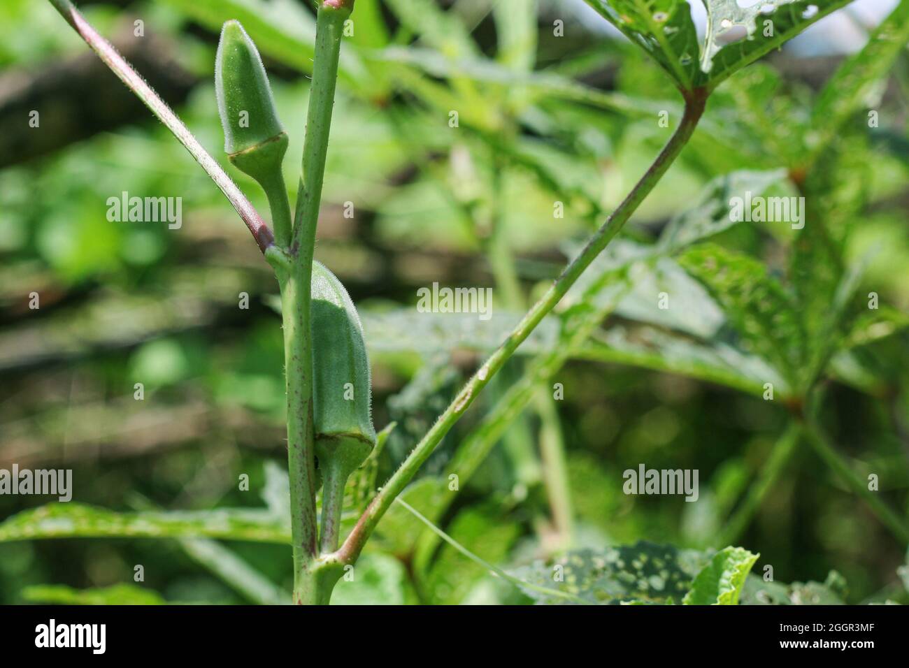 Lady finger or okra is grown in garden, Fruits and flowers of Okra or ...