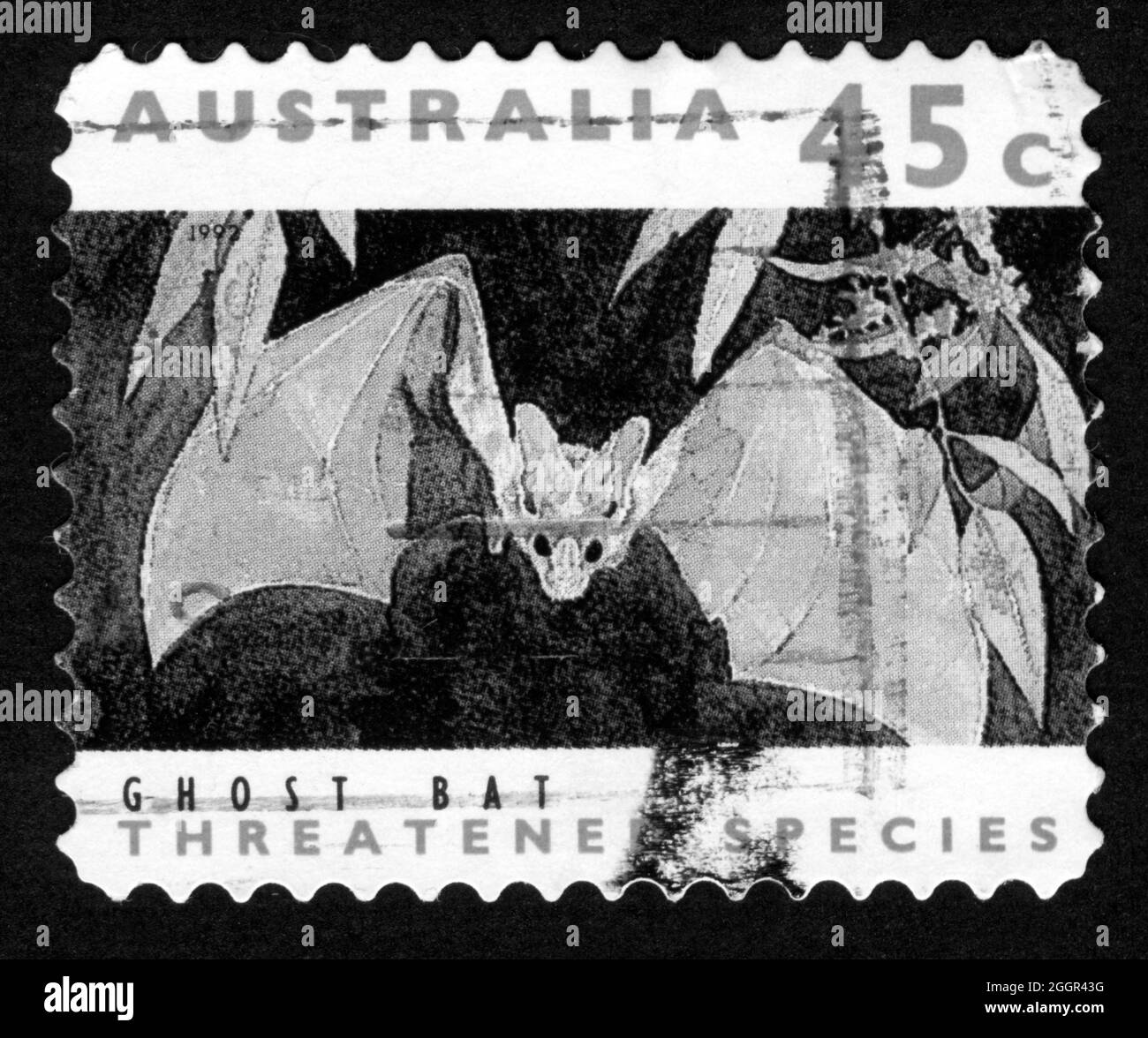 Ghost bat australia hi-res stock photography and images - Alamy