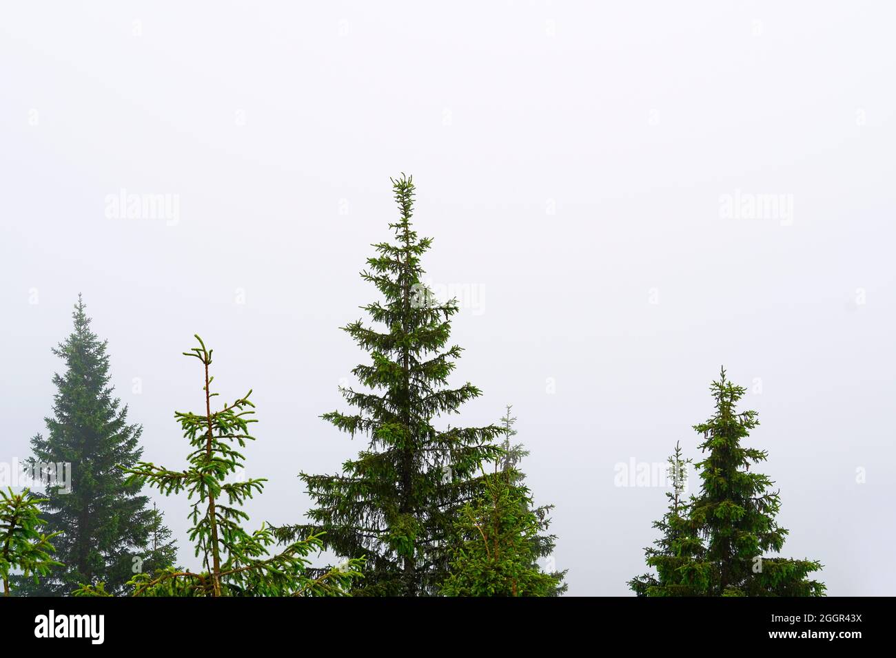 Berg Laber near Oberammergau, Allgäu. Bavarian landscape with trees in ...