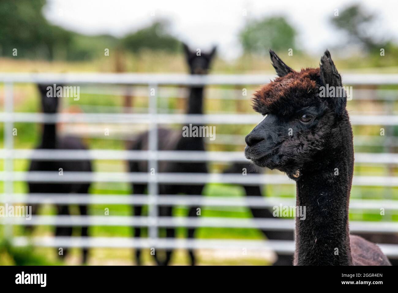 Geronimo the alpaca awaits his fate at Shepherds Close Farm near Wicker ...