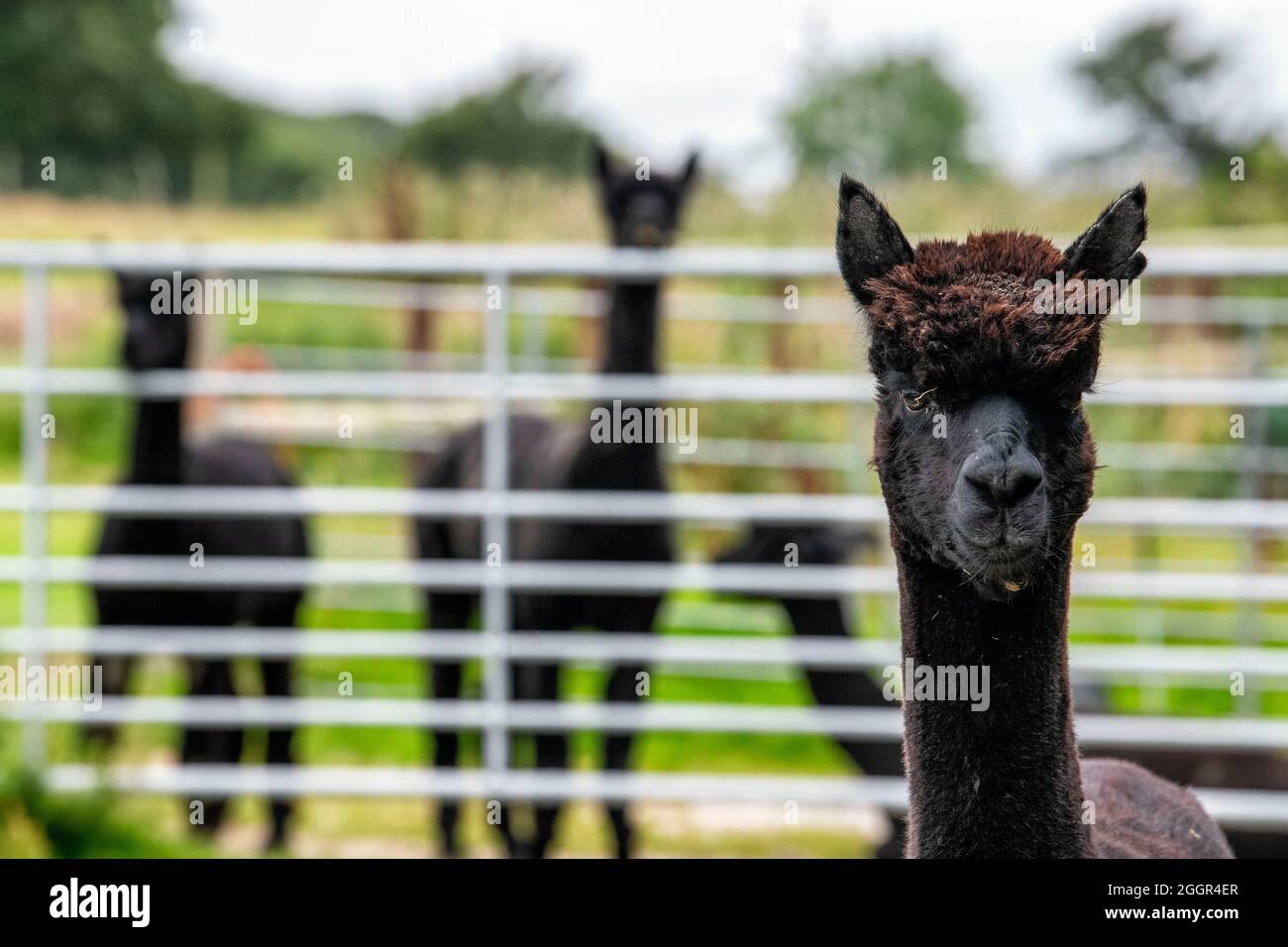 Geronimo the alpaca awaits his fate at Shepherds Close Farm near Wicker ...