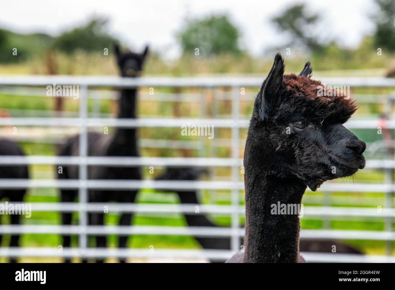 Bovine disease hi-res stock photography and images - Alamy