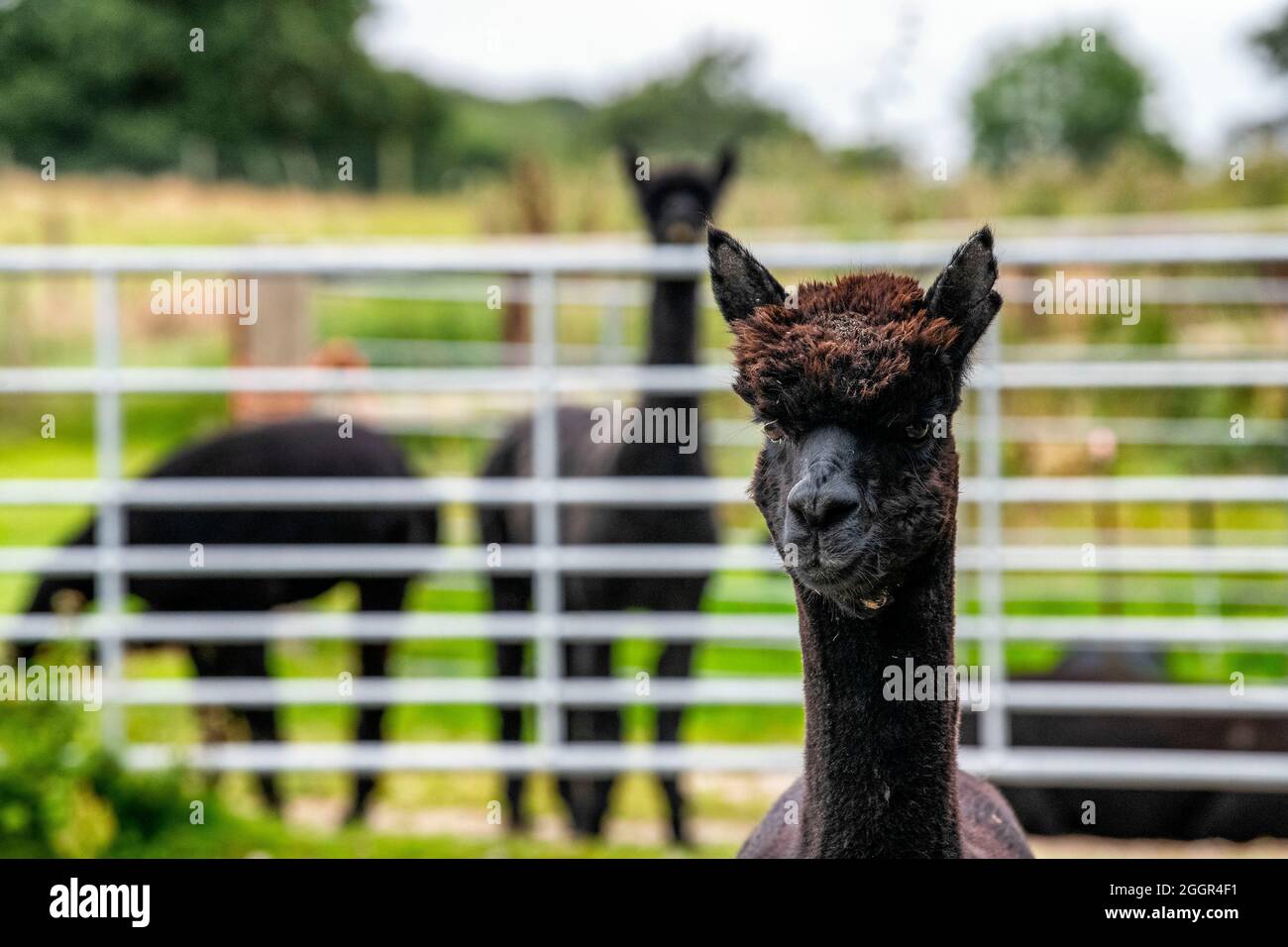 Geronimo the alpaca awaits his fate at Shepherds Close Farm near Wicker ...