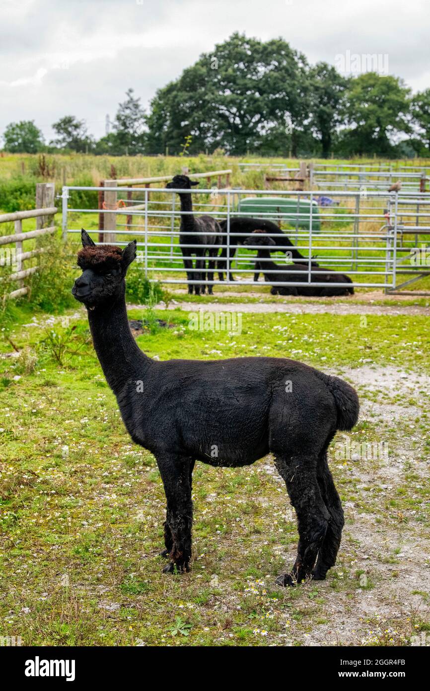 Geronimo the alpaca awaits his fate at Shepherds Close Farm near Wicker ...