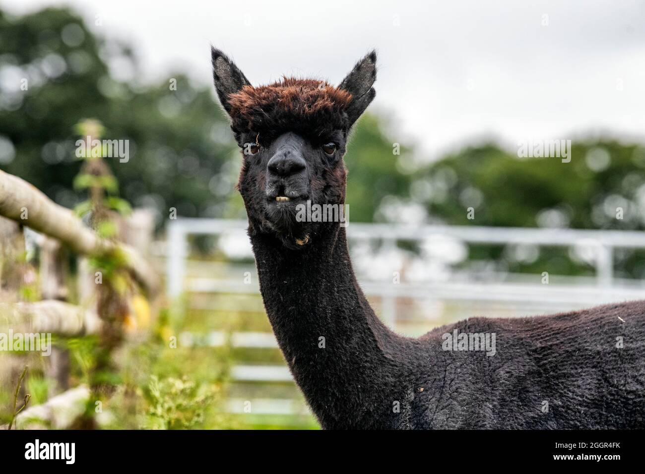 Geronimo the alpaca awaits his fate at Shepherds Close Farm near Wicker ...