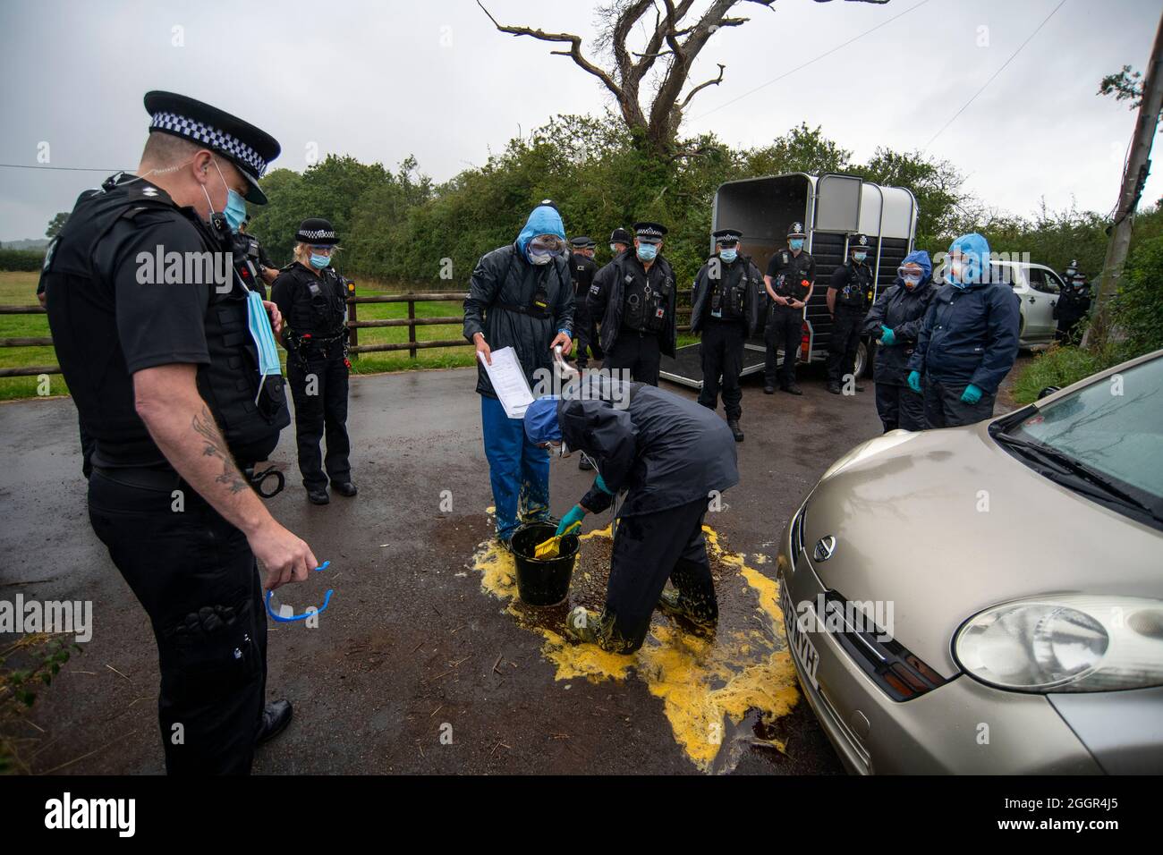 DEFRA vets aided by the police take Geronimo the alpaca away at ...
