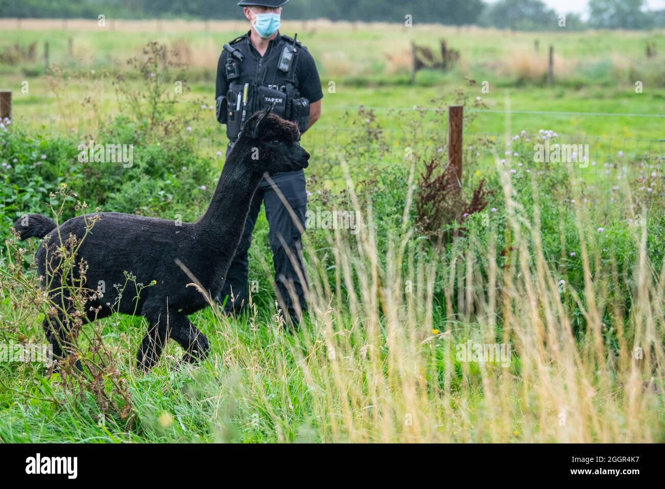 DEFRA vets aided by the police take Geronimo the alpaca away at ...