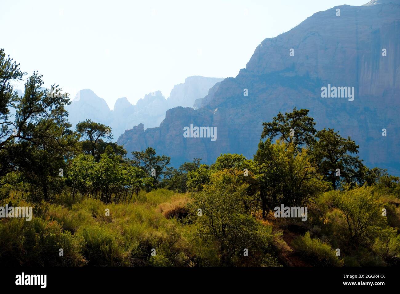 Landscape of greenery and rock formations in Zion National Park, Utah ...