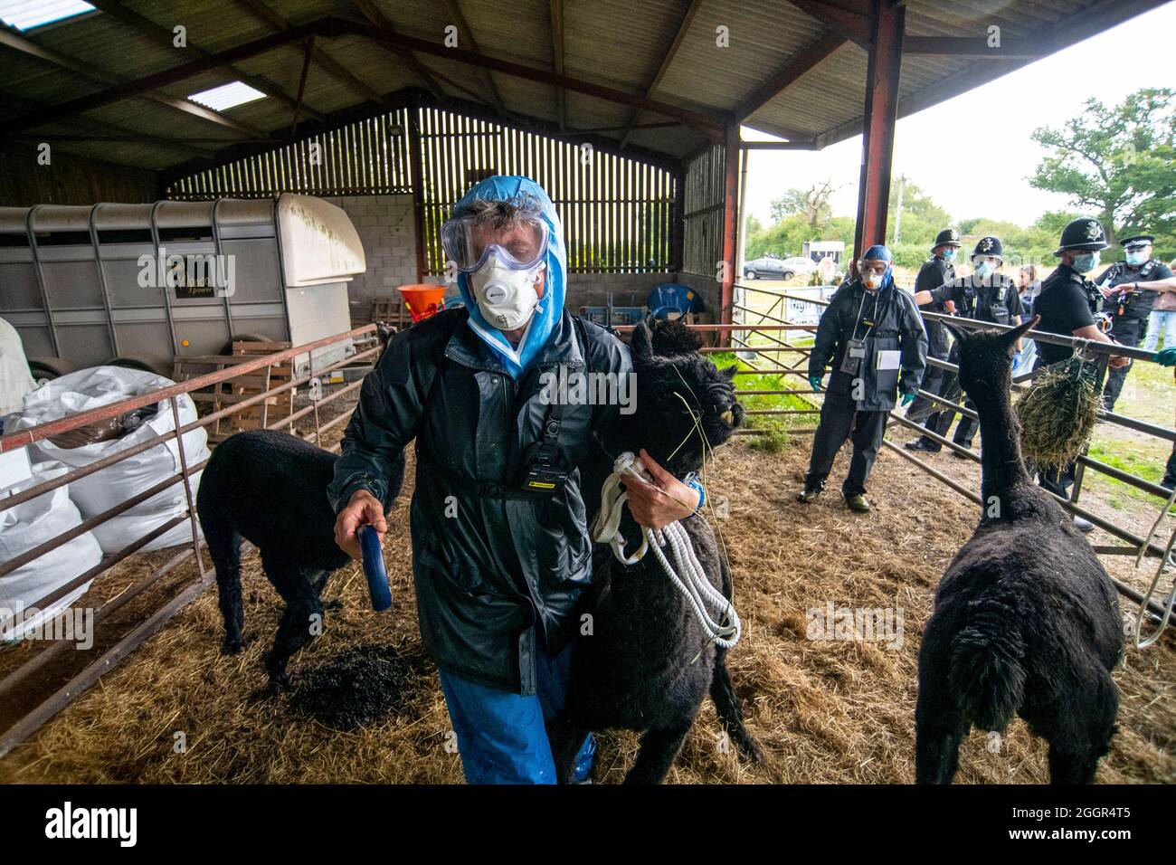 DEFRA vets aided by the police take Geronimo the alpaca away at ...