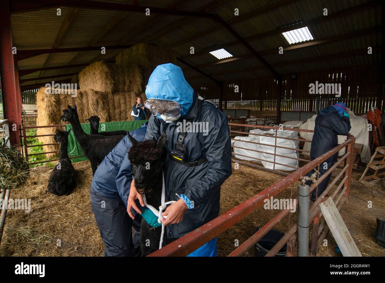 Bovine respiratory disease hi-res stock photography and images - Alamy