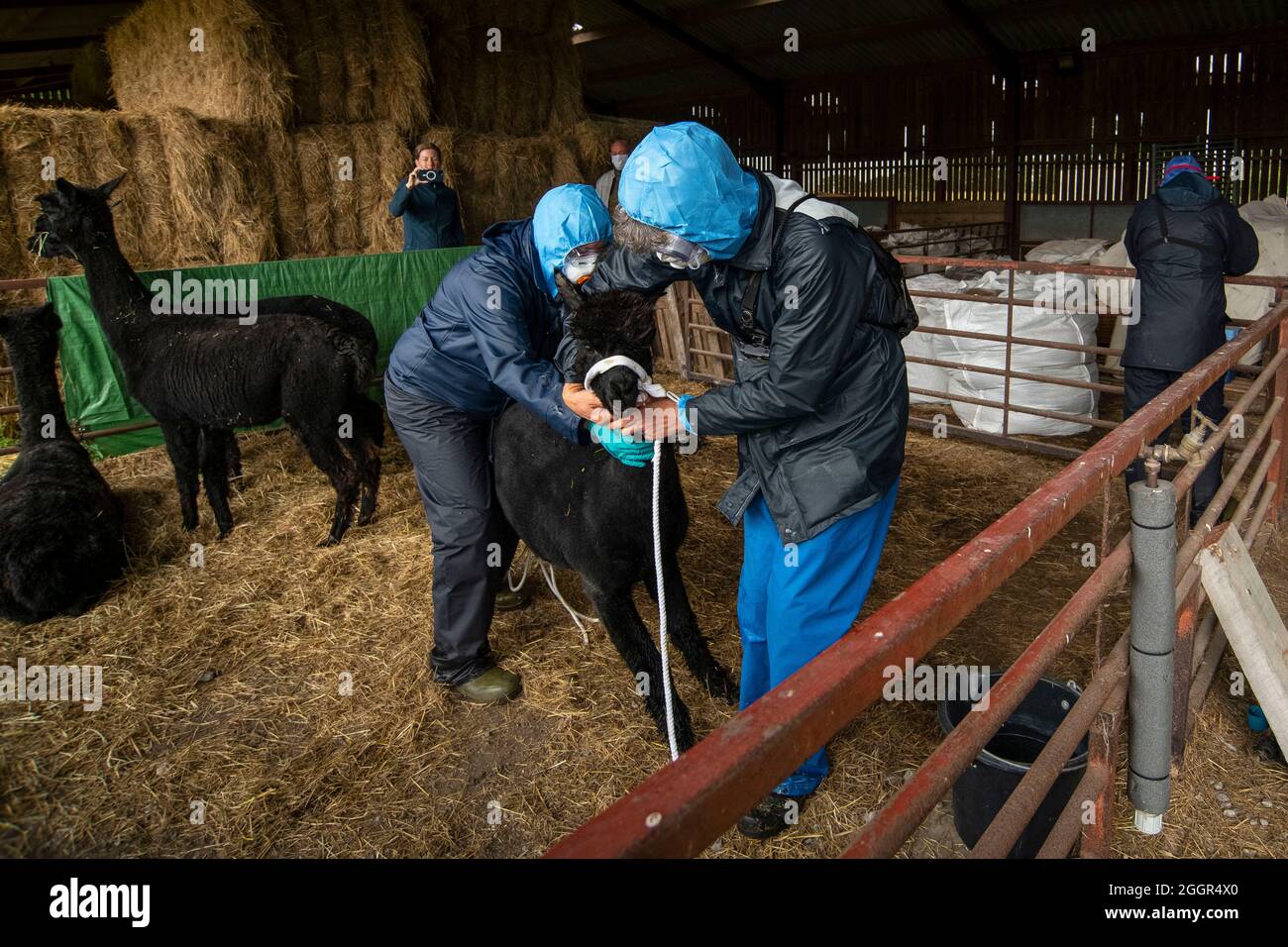 DEFRA vets aided by the police take Geronimo the alpaca away at ...