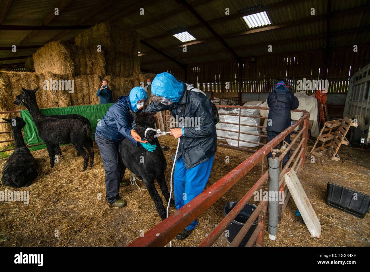 DEFRA vets aided by the police take Geronimo the alpaca away at ...