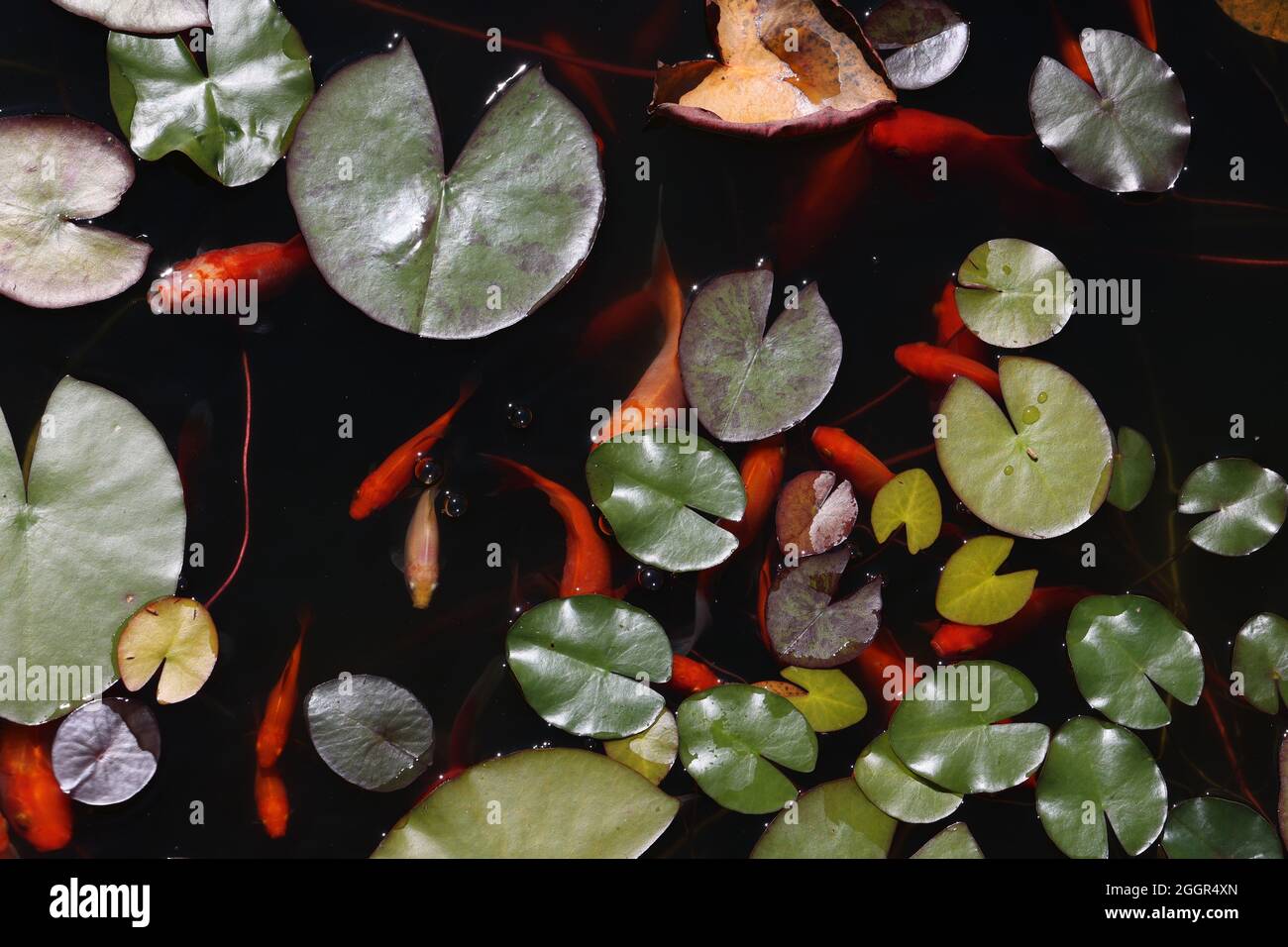 Top view of goldfish swimming in the garden pond Stock Photo - Alamy
