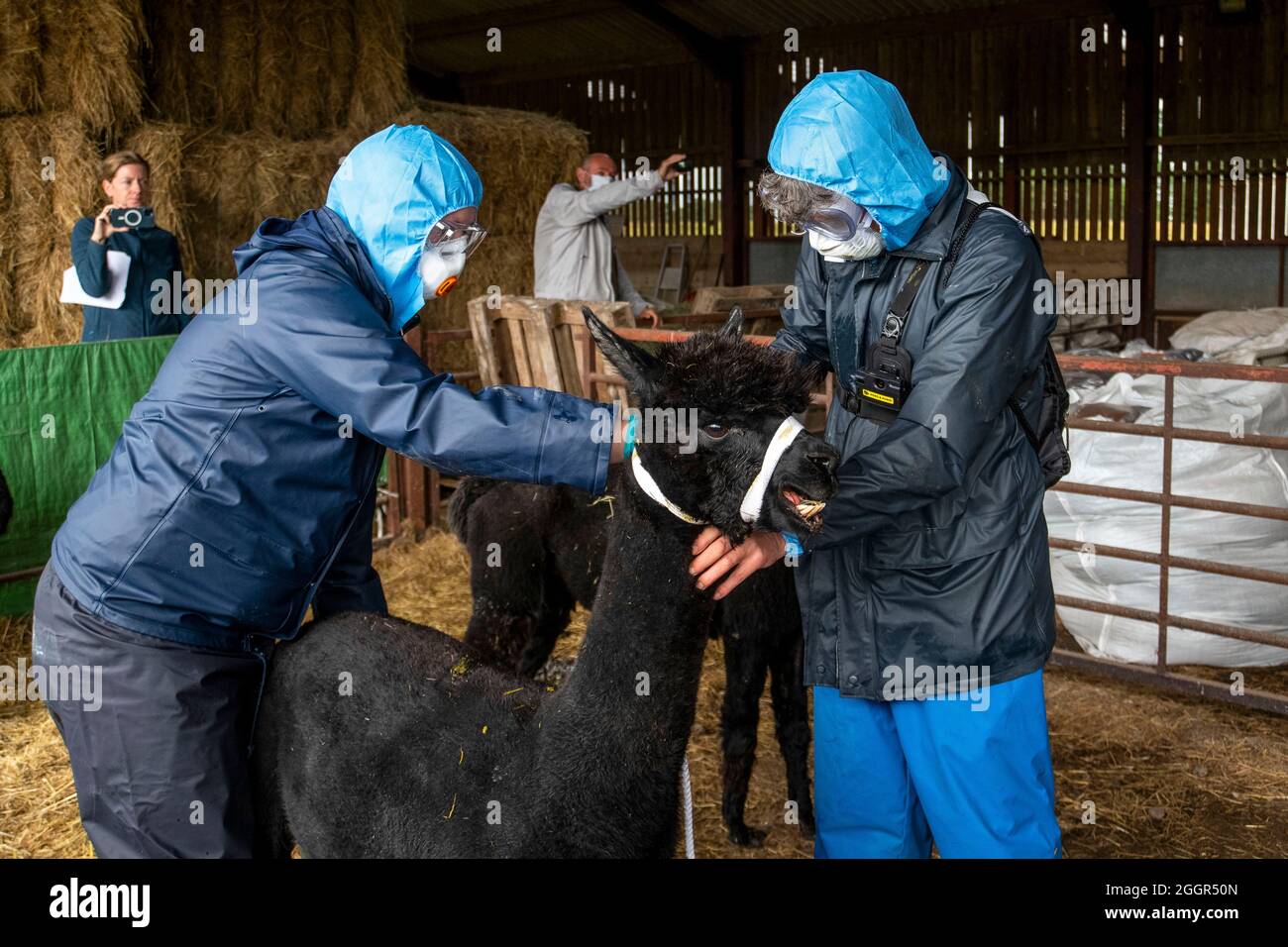 DEFRA vets aided by the police take Geronimo the alpaca away at ...
