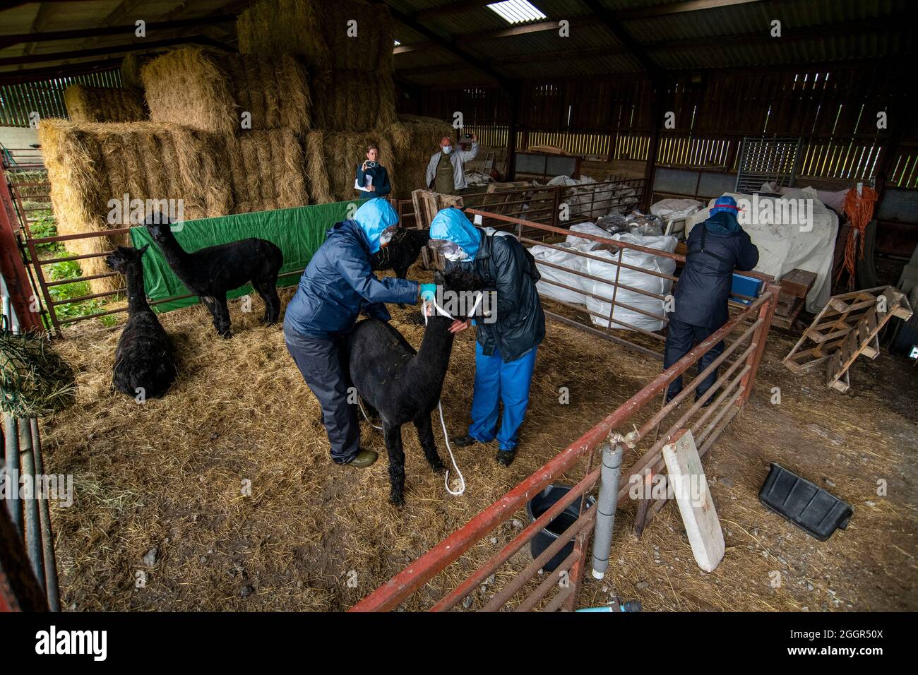 DEFRA vets aided by the police take Geronimo the alpaca away at ...