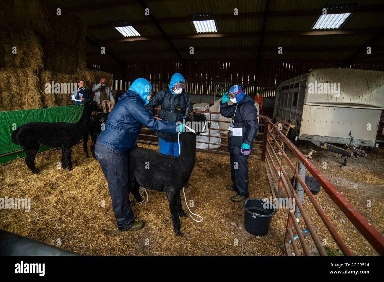 DEFRA vets aided by the police take Geronimo the alpaca away at ...
