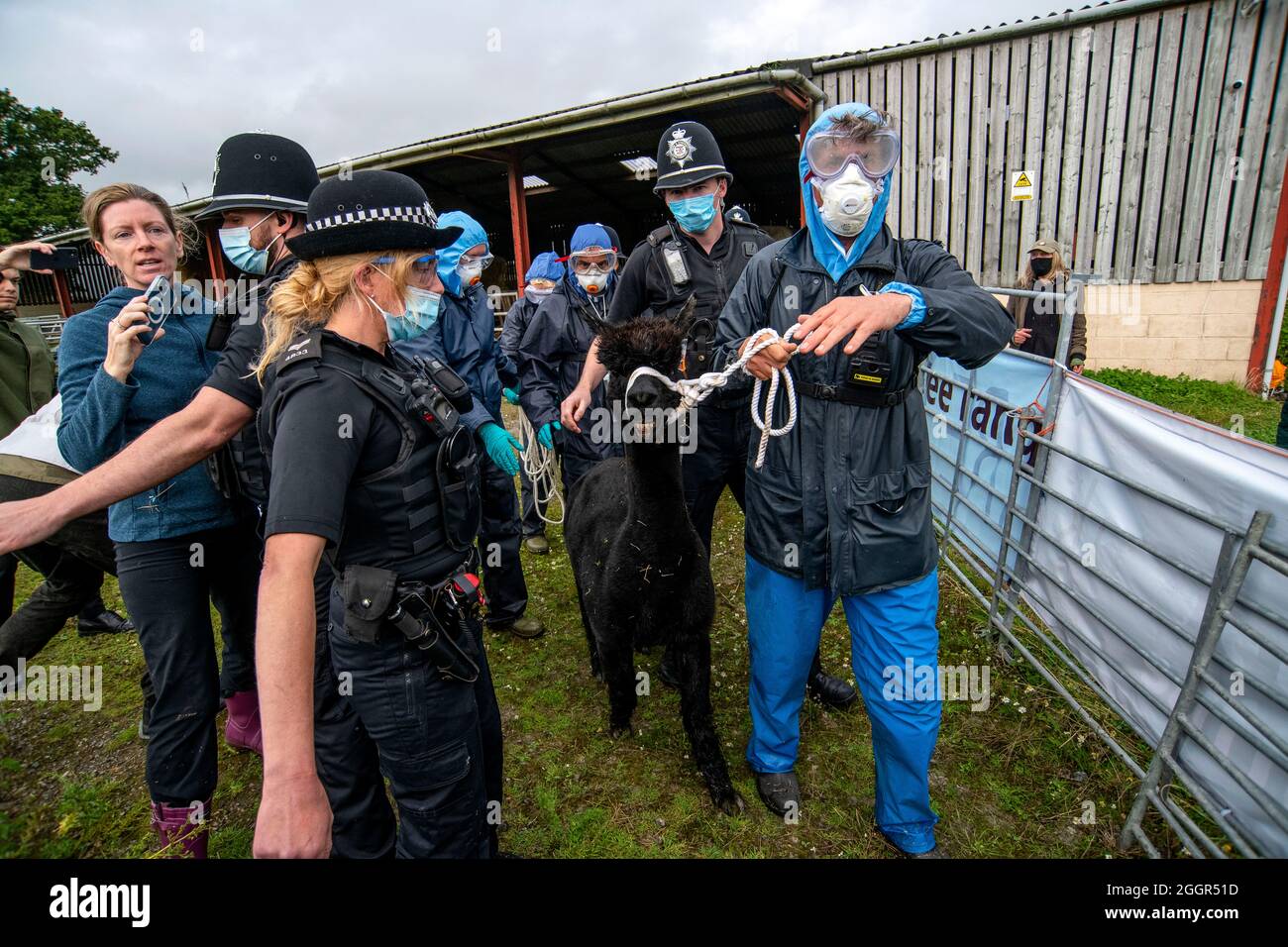 DEFRA vets aided by the police take Geronimo the alpaca away at ...