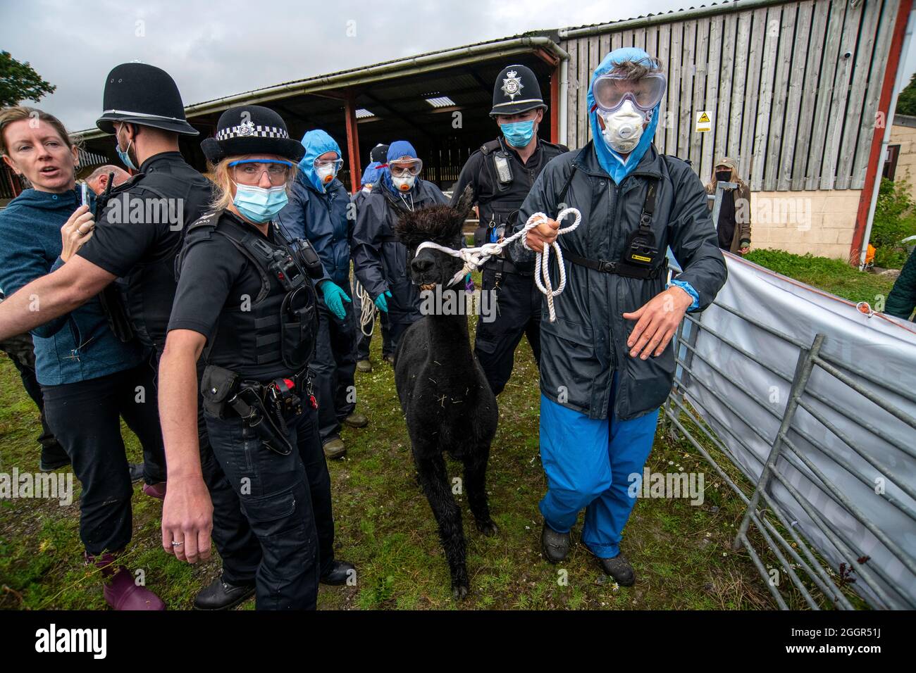 DEFRA vets aided by the police take Geronimo the alpaca away at ...