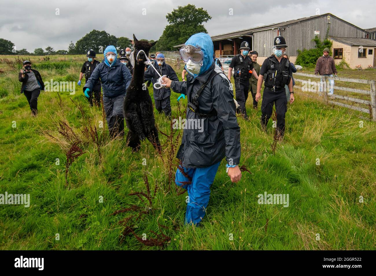 DEFRA vets aided by the police take Geronimo the alpaca away at ...