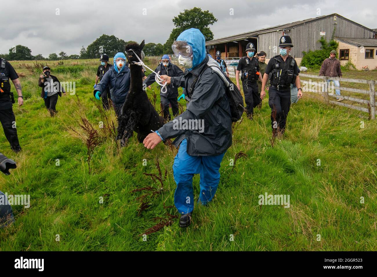 DEFRA vets aided by the police take Geronimo the alpaca away at ...