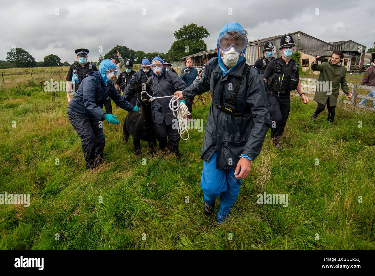 DEFRA vets aided by the police take Geronimo the alpaca away at ...