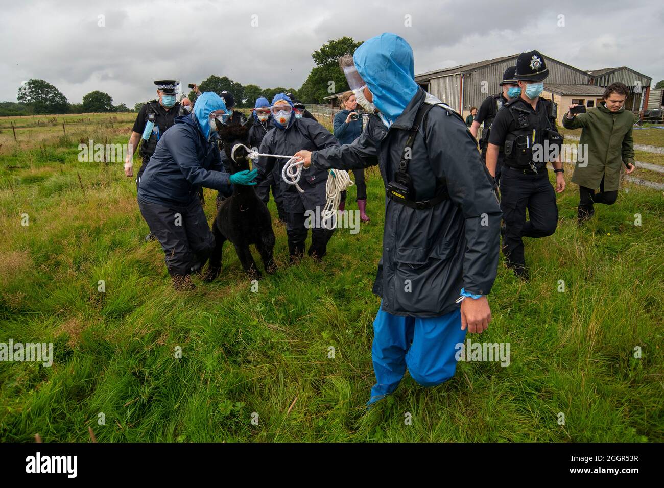 DEFRA vets aided by the police take Geronimo the alpaca away at ...