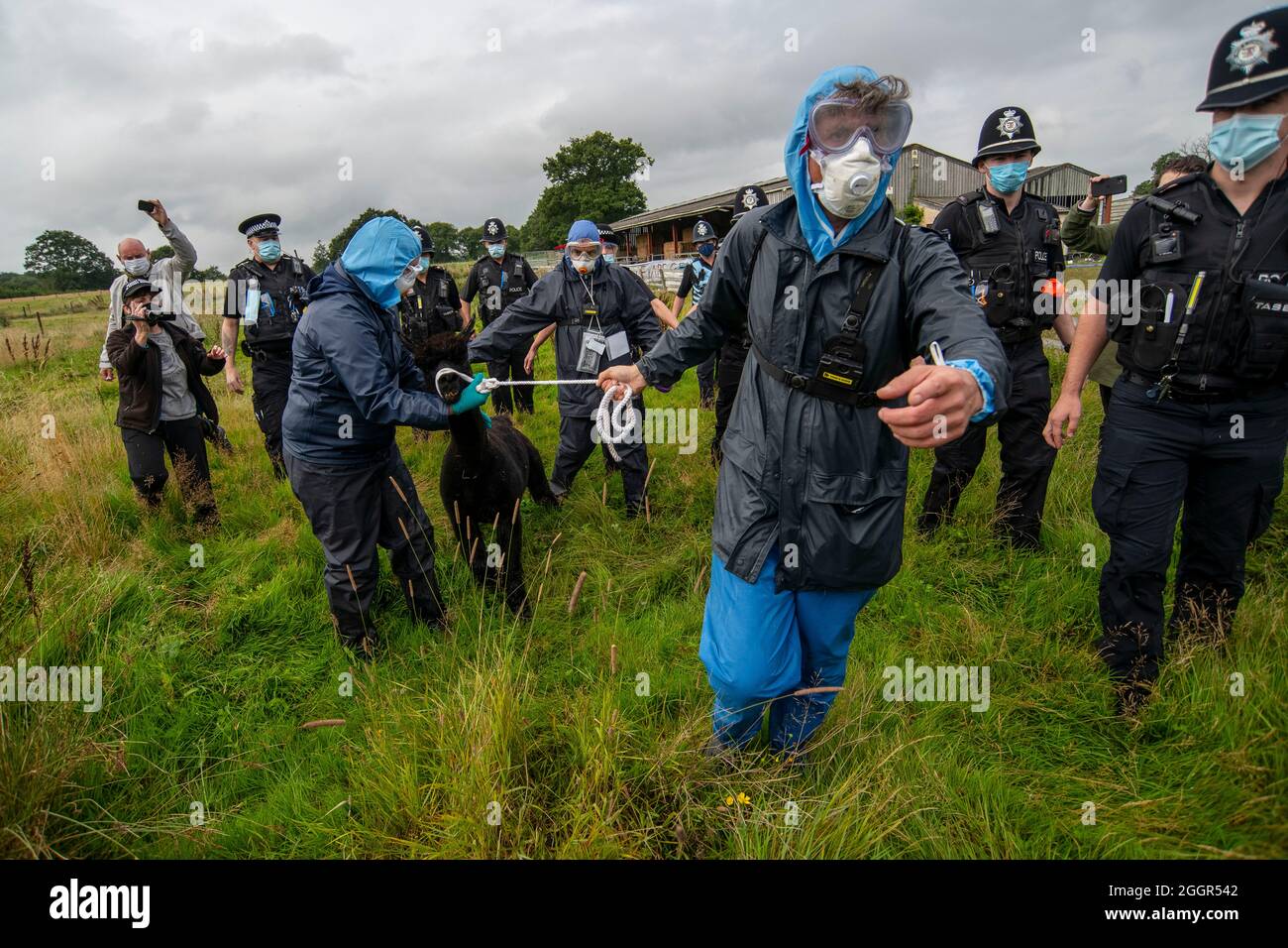 Bovine respiratory hi-res stock photography and images - Alamy