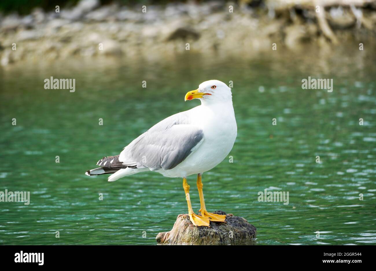 Seagull, Larinae. Bird with white-gray plumage Stock Photo - Alamy