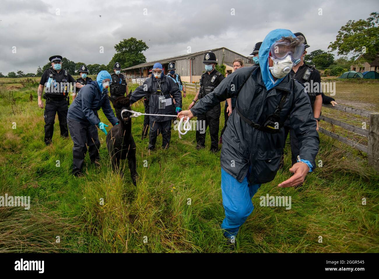 DEFRA vets aided by the police take Geronimo the alpaca away at ...