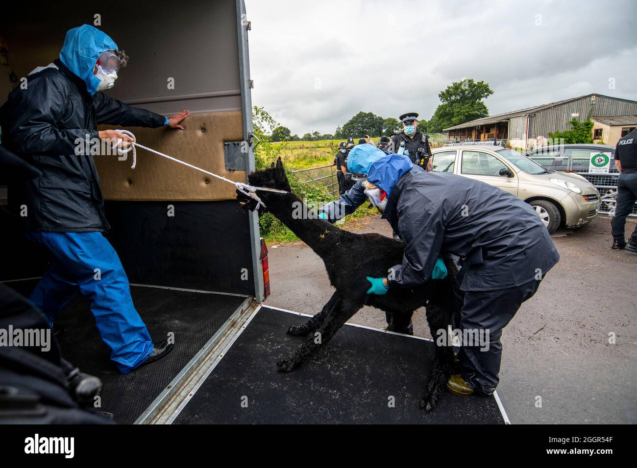 DEFRA vets aided by the police take Geronimo the alpaca away at ...