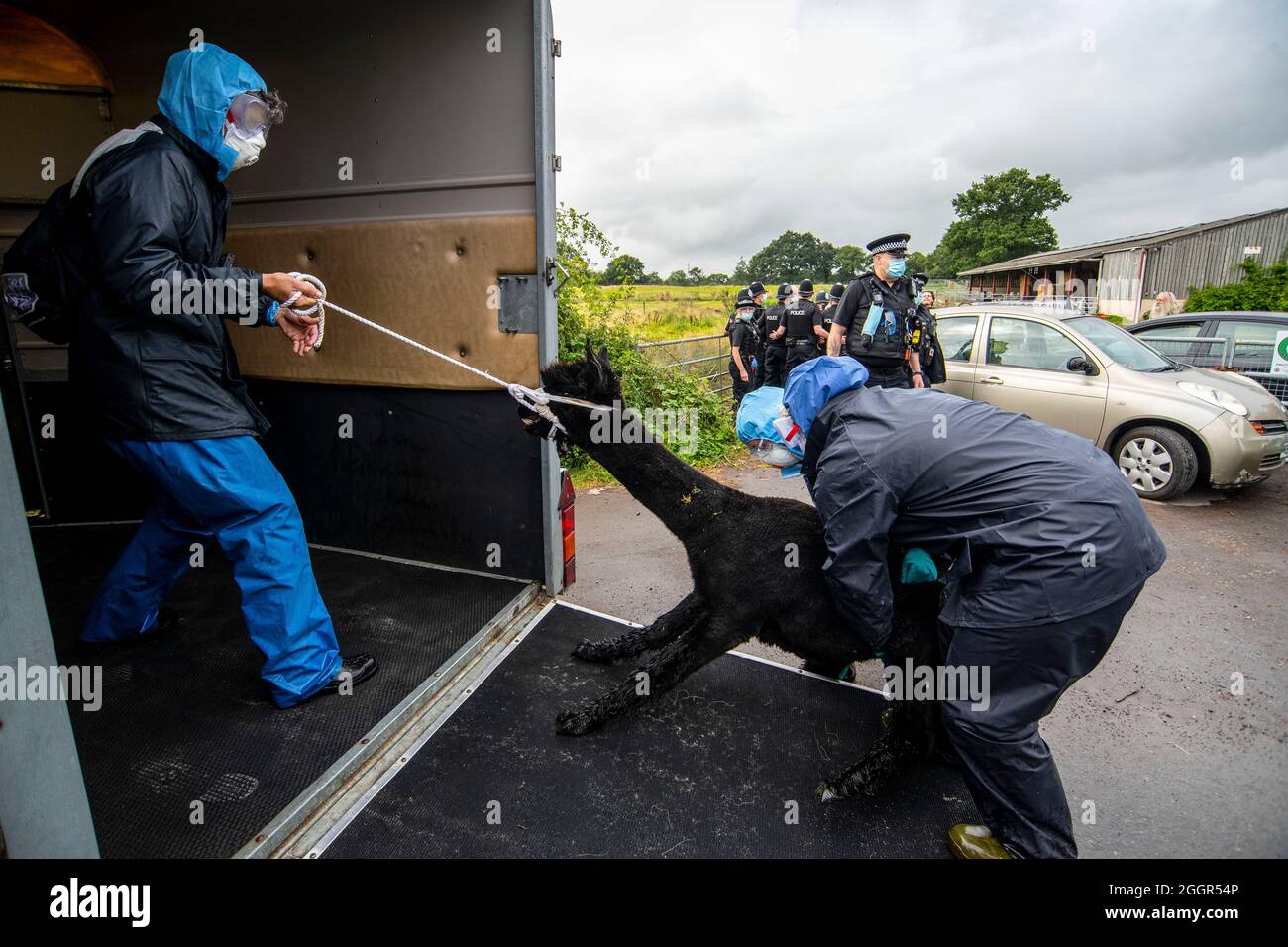 DEFRA vets aided by the police take Geronimo the alpaca away at ...