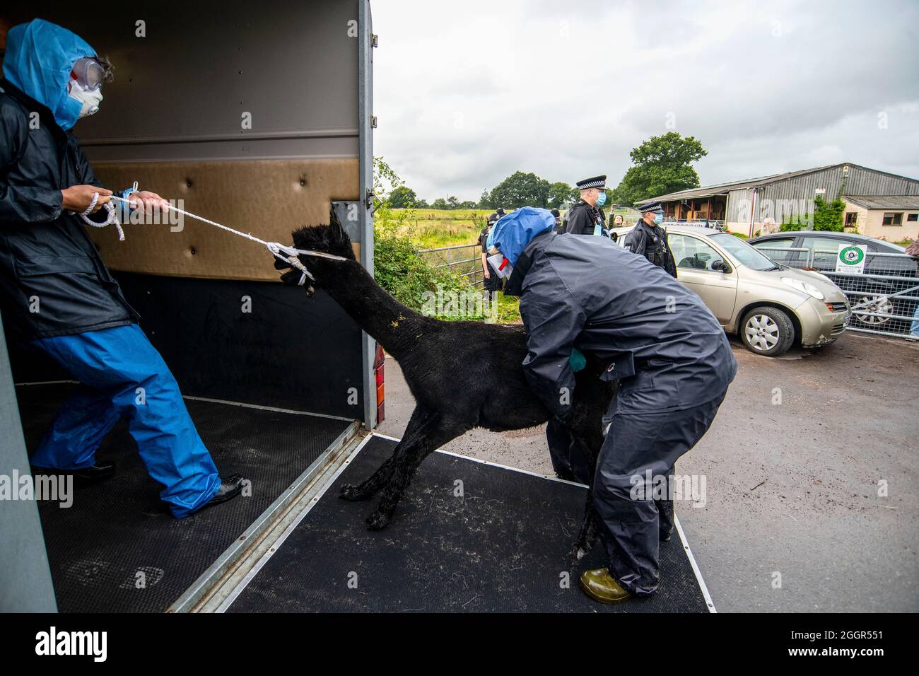 DEFRA vets aided by the police take Geronimo the alpaca away at ...