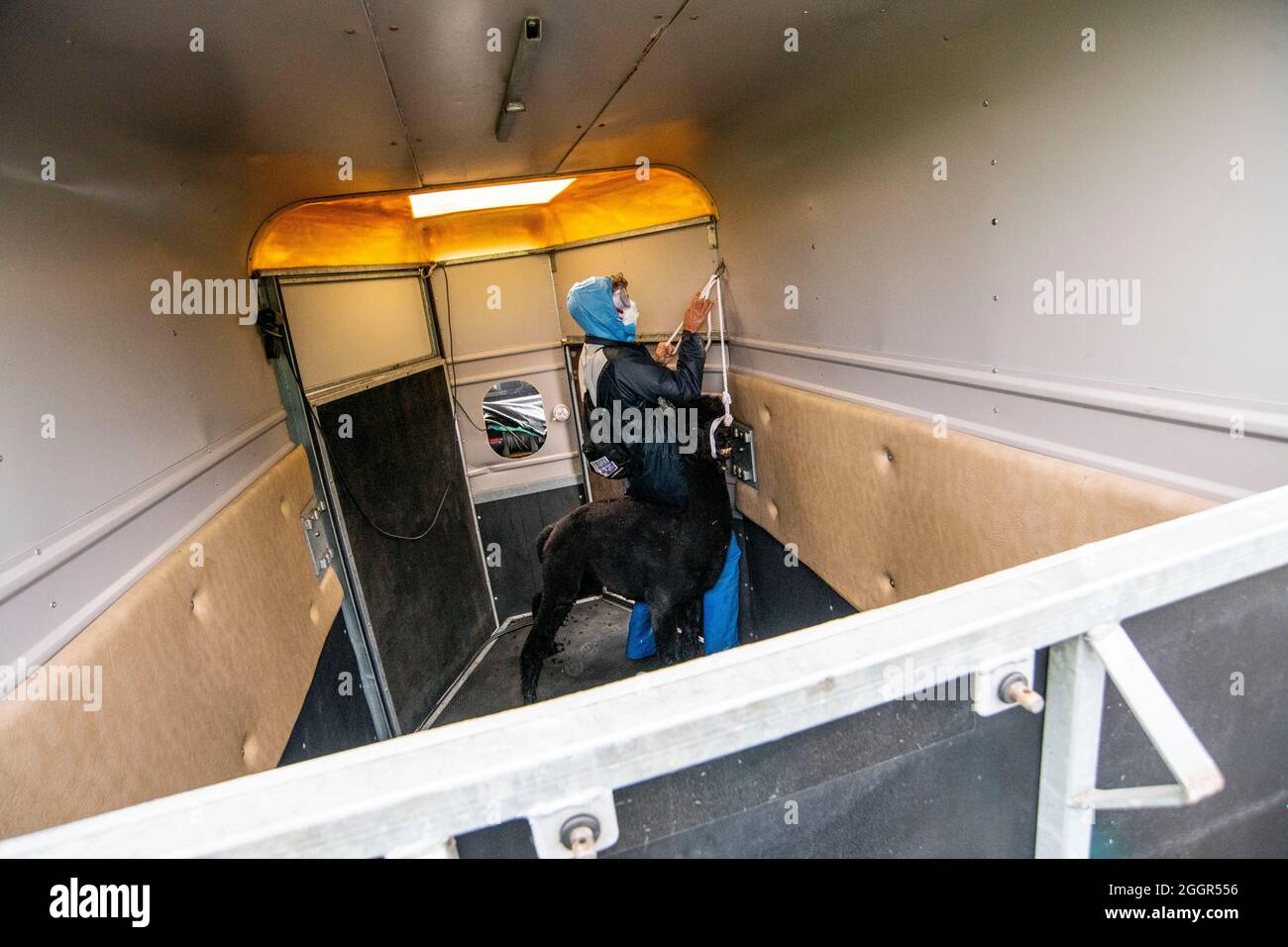 DEFRA vets aided by the police take Geronimo the alpaca away at ...