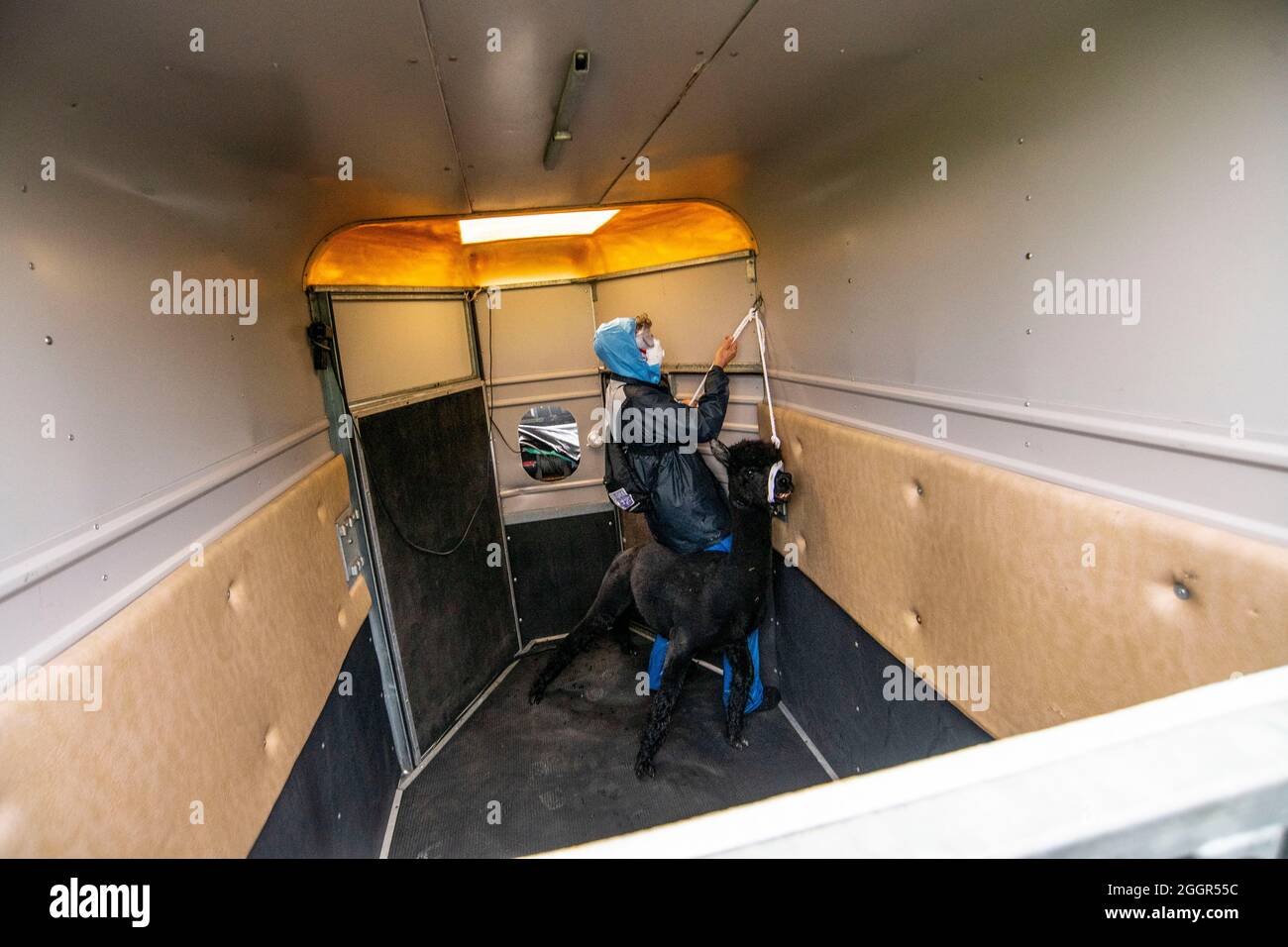 DEFRA vets aided by the police take Geronimo the alpaca away at ...