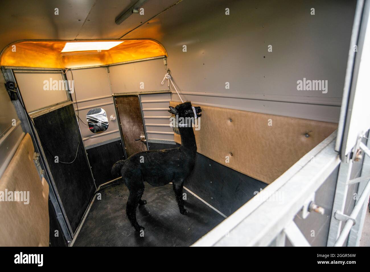 DEFRA vets aided by the police take Geronimo the alpaca away at ...