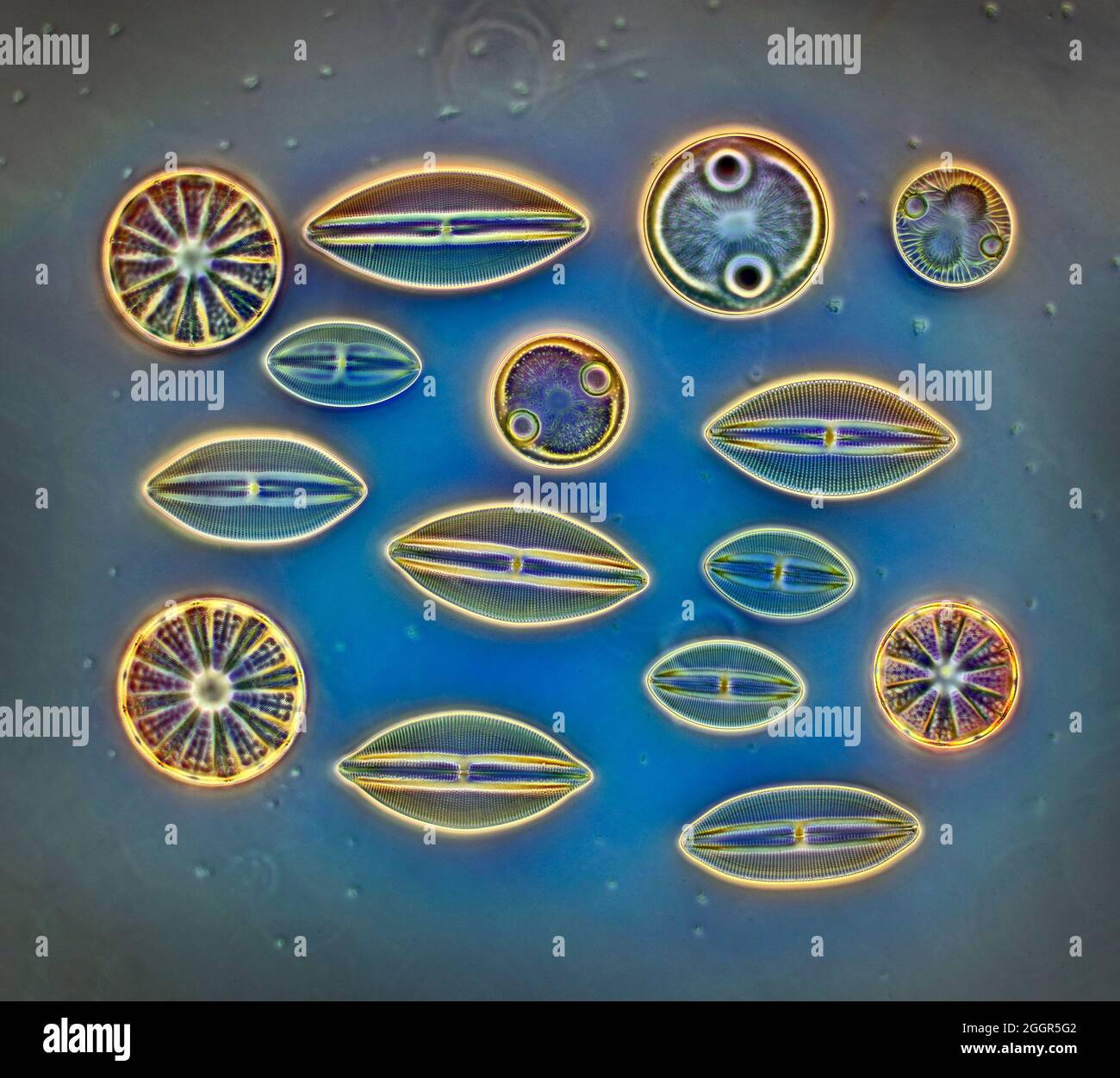 Pennates hi-res stock photography and images - Alamy