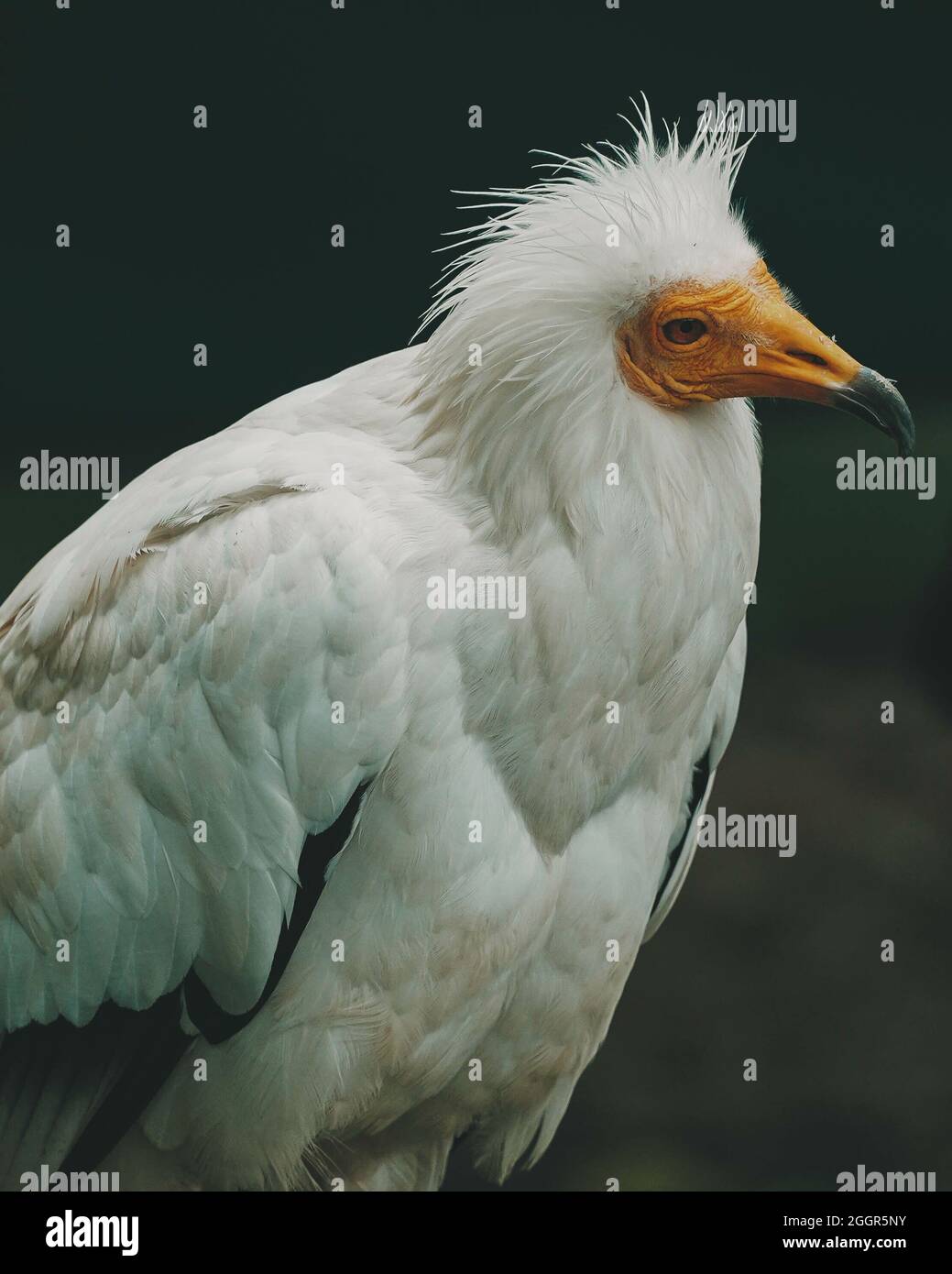 Vertical shot of Egyptian white scavenger vulture with yellow beak ...