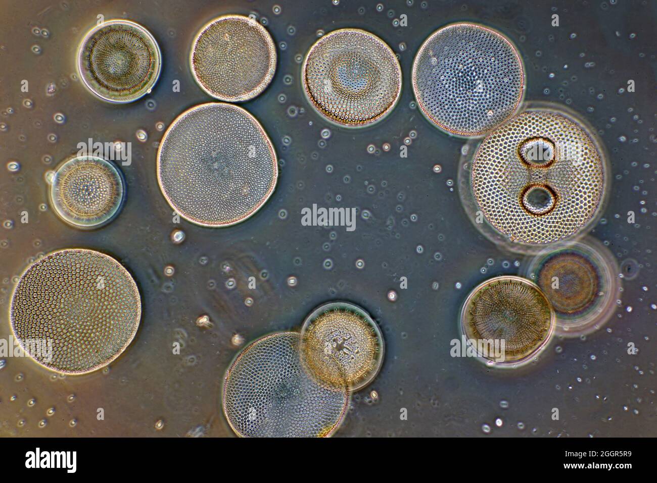Mixed fossil diatom species, Newcastle, Barbados, the Caribbean Stock ...