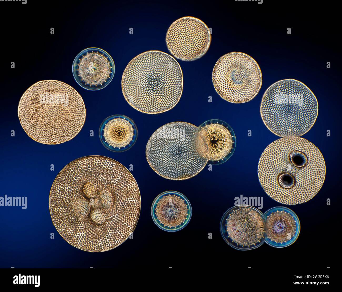 Mixed fossil diatom species, Newcastle, Barbados, the Caribbean Stock ...