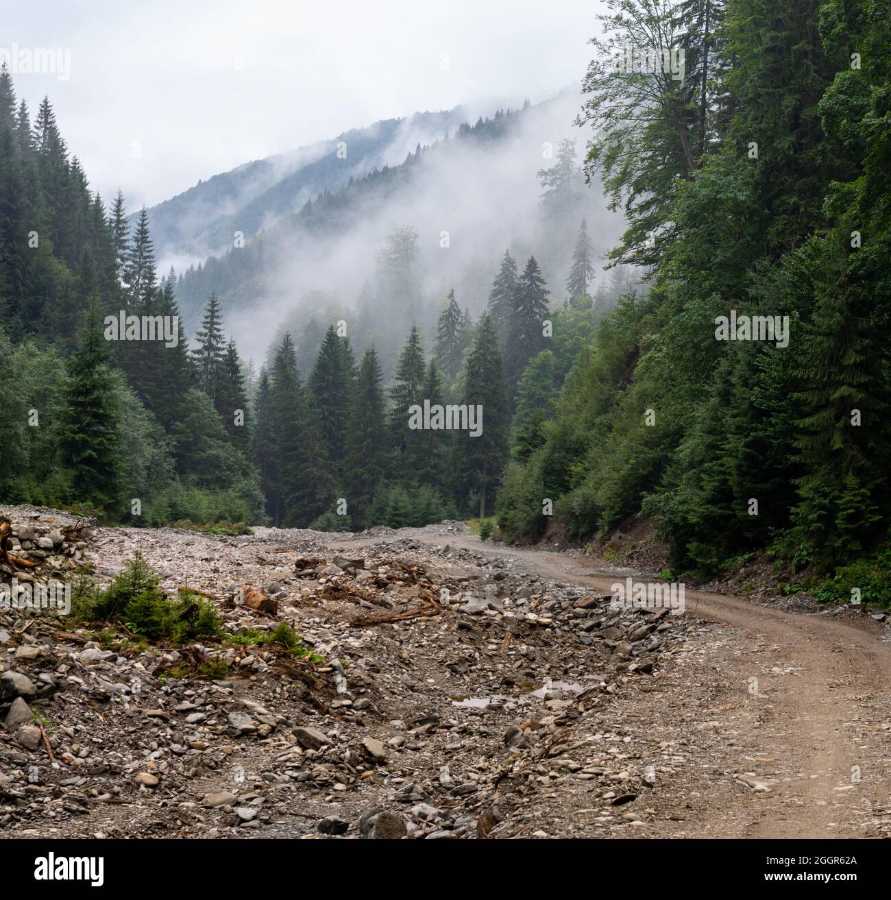 Tropical wet evergreen forest hi-res stock photography and images - Alamy