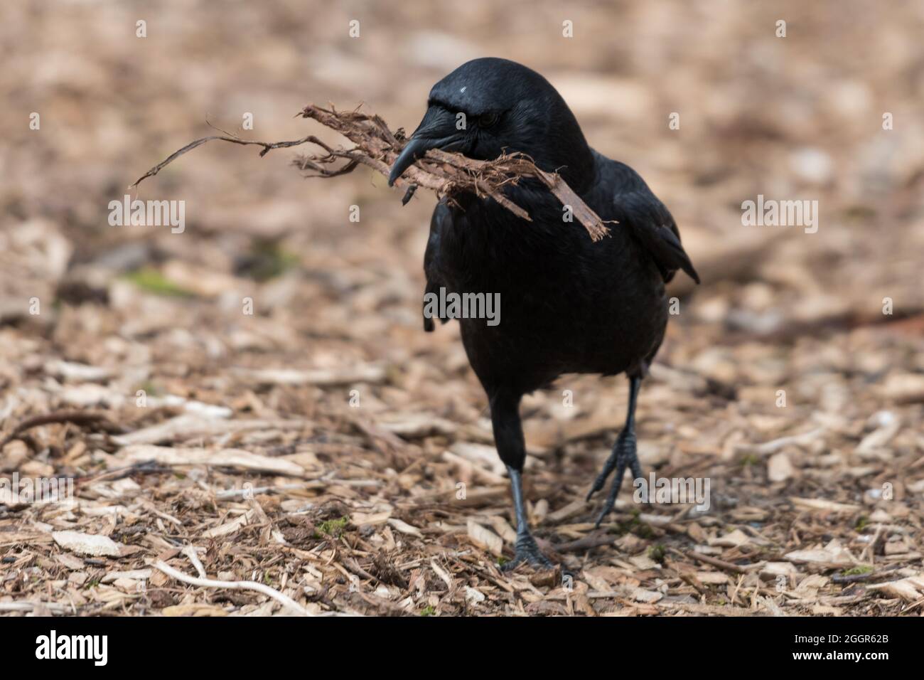 Bird gathering sticks hi-res stock photography and images - Alamy