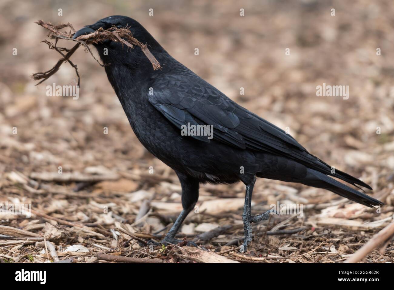 A crow gathering sticks for a nest in Cal Anderson park Stock Photo - Alamy