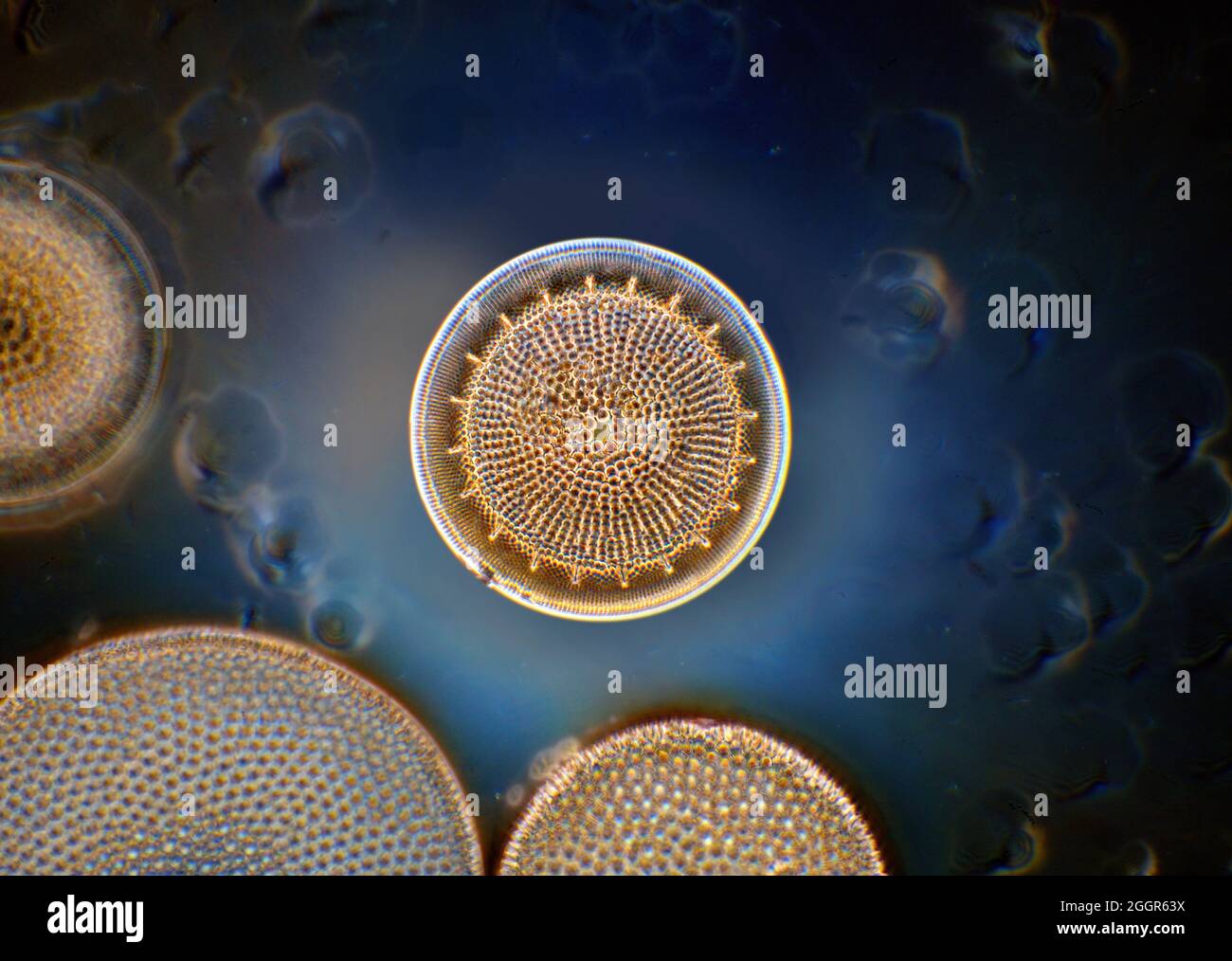 Mixed fossil species, Newcastle, Barbados Stock Photo - Alamy