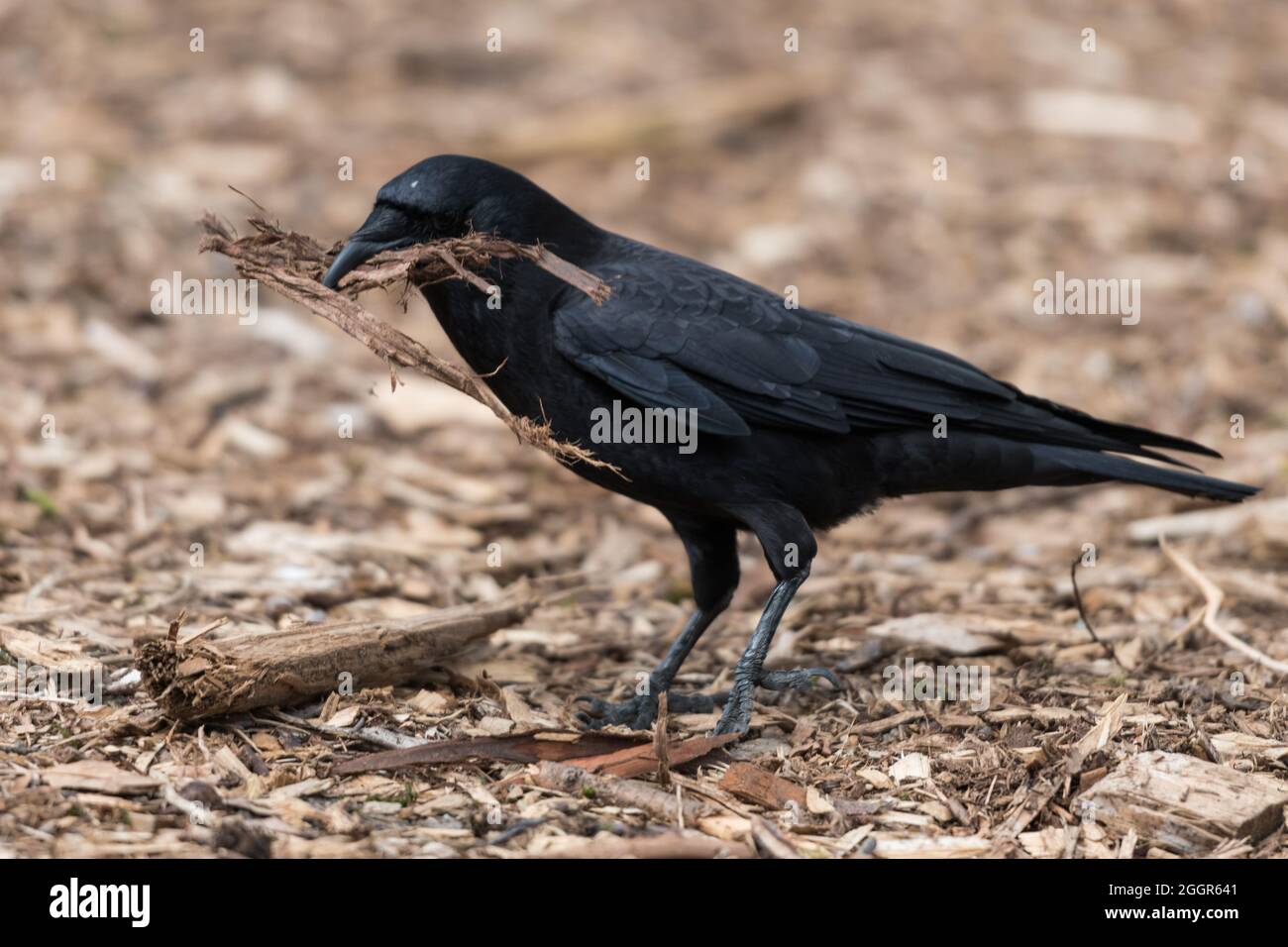 Bird gathering sticks hi-res stock photography and images - Alamy
