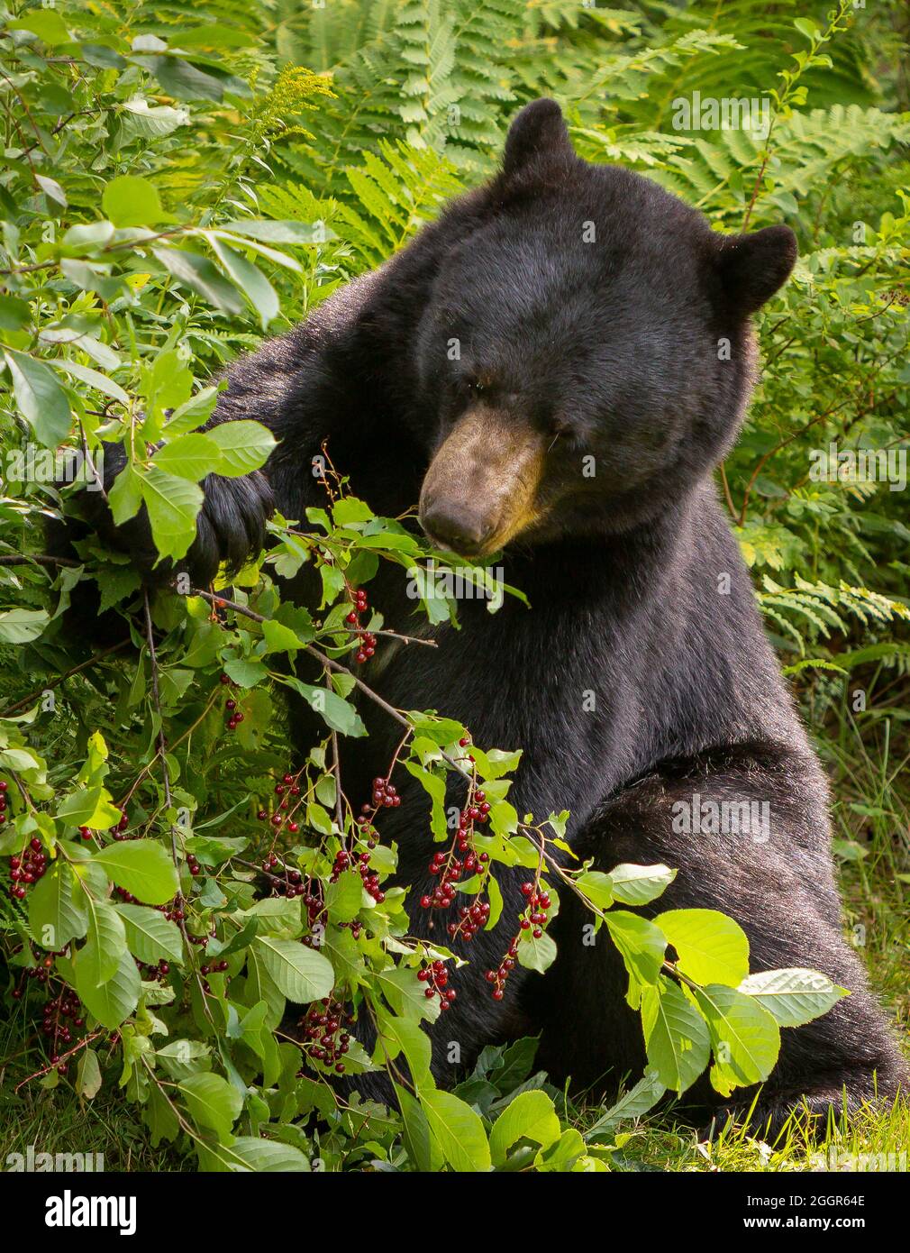 WARREN, VERMONT, USA - American black bear browsing for chokecherries ...