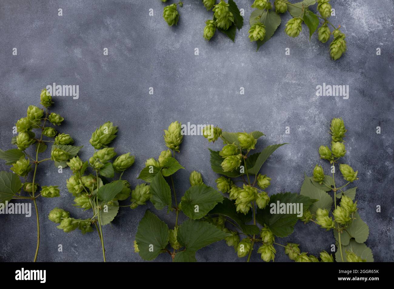 Hop branches on a gray background with space for text . The concept of ...